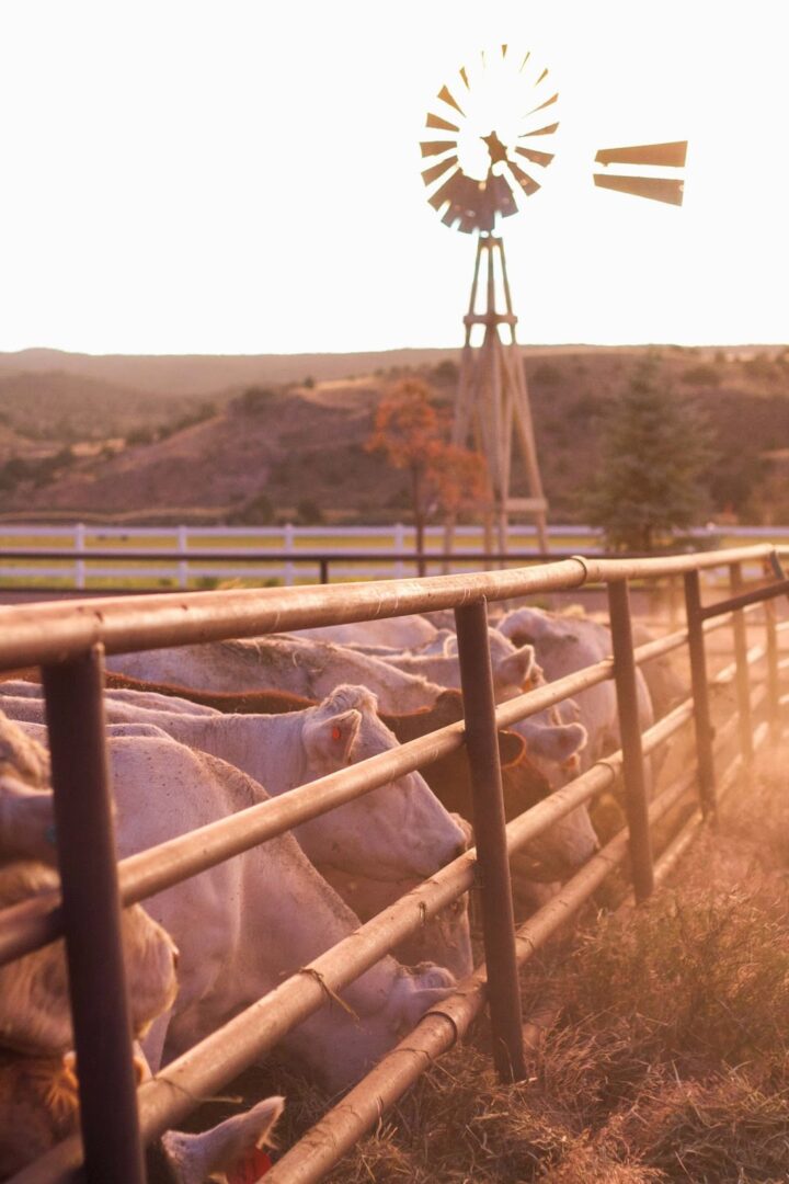 All Natural, Grass Fed, Charolais Cattle – Lucky 7 Ranch